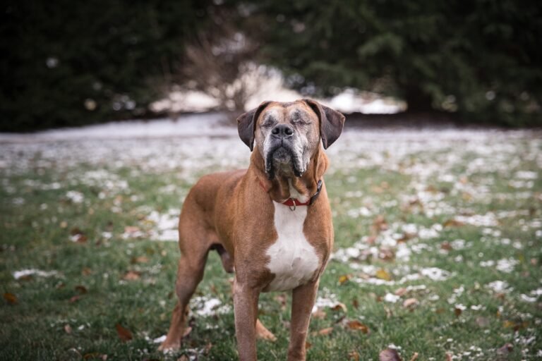 Enucleation in Dogs - Pet Care Bytes