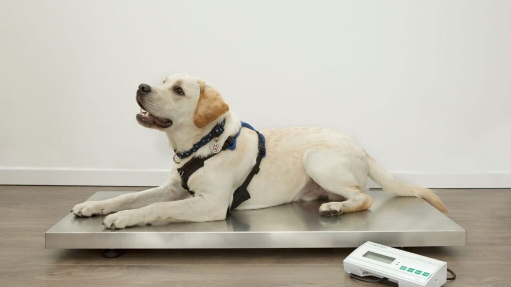 How to Help Stray Animals in Your Community Responsibly - Petcare Bytes