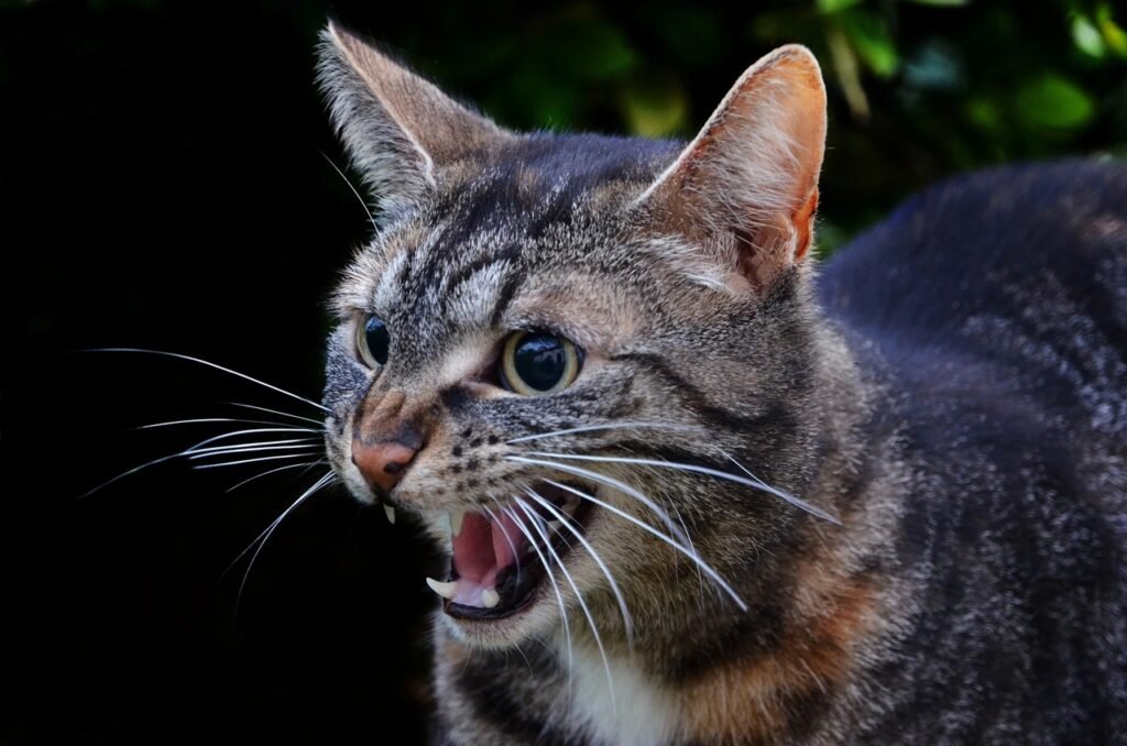 Rabies in Cats - Pet Care Bytes