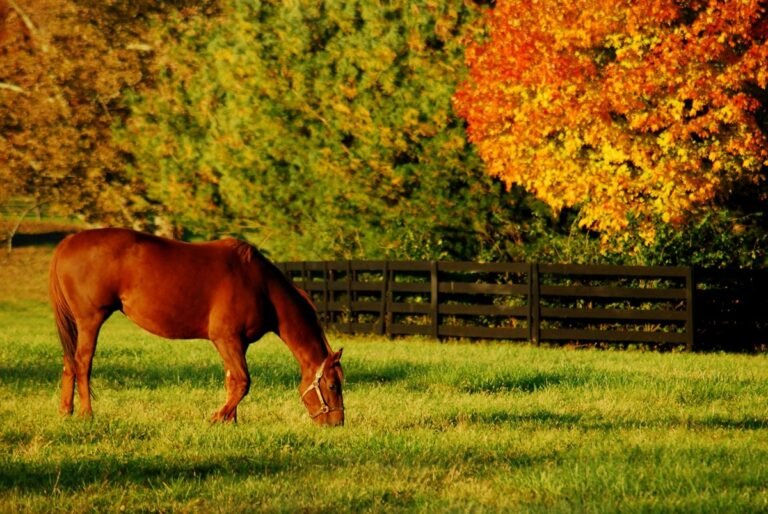 Acorn Poisoning in Horses: Causes, Symptoms, and Treatment - Petcare Bytes