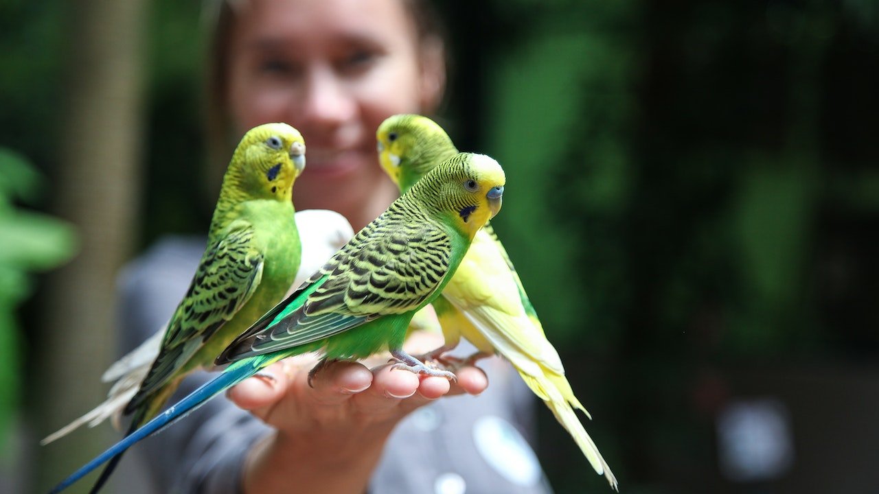 Exploring Different Parrot Species and Care Tips - Petcare Bytes