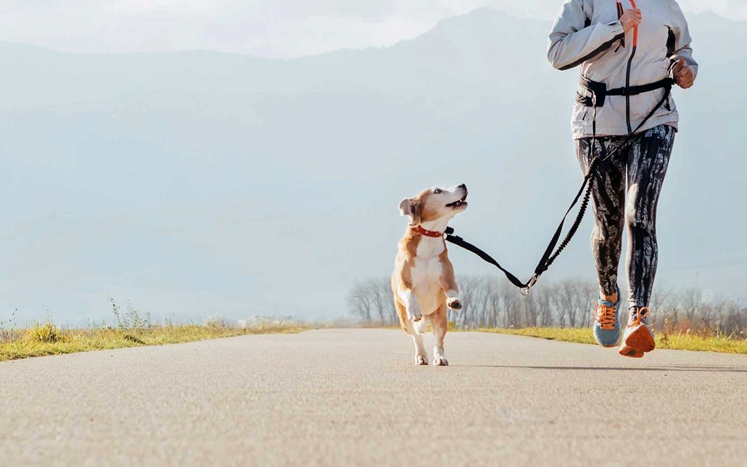 The Power of Pets: How Animals Affect Human Health - Petcare Bytes