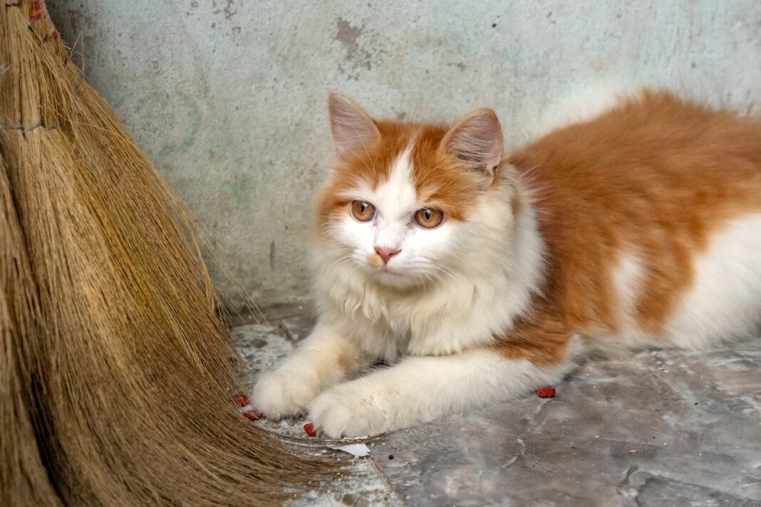 Why is My Cat Dry Heaving - Petcare Bytes