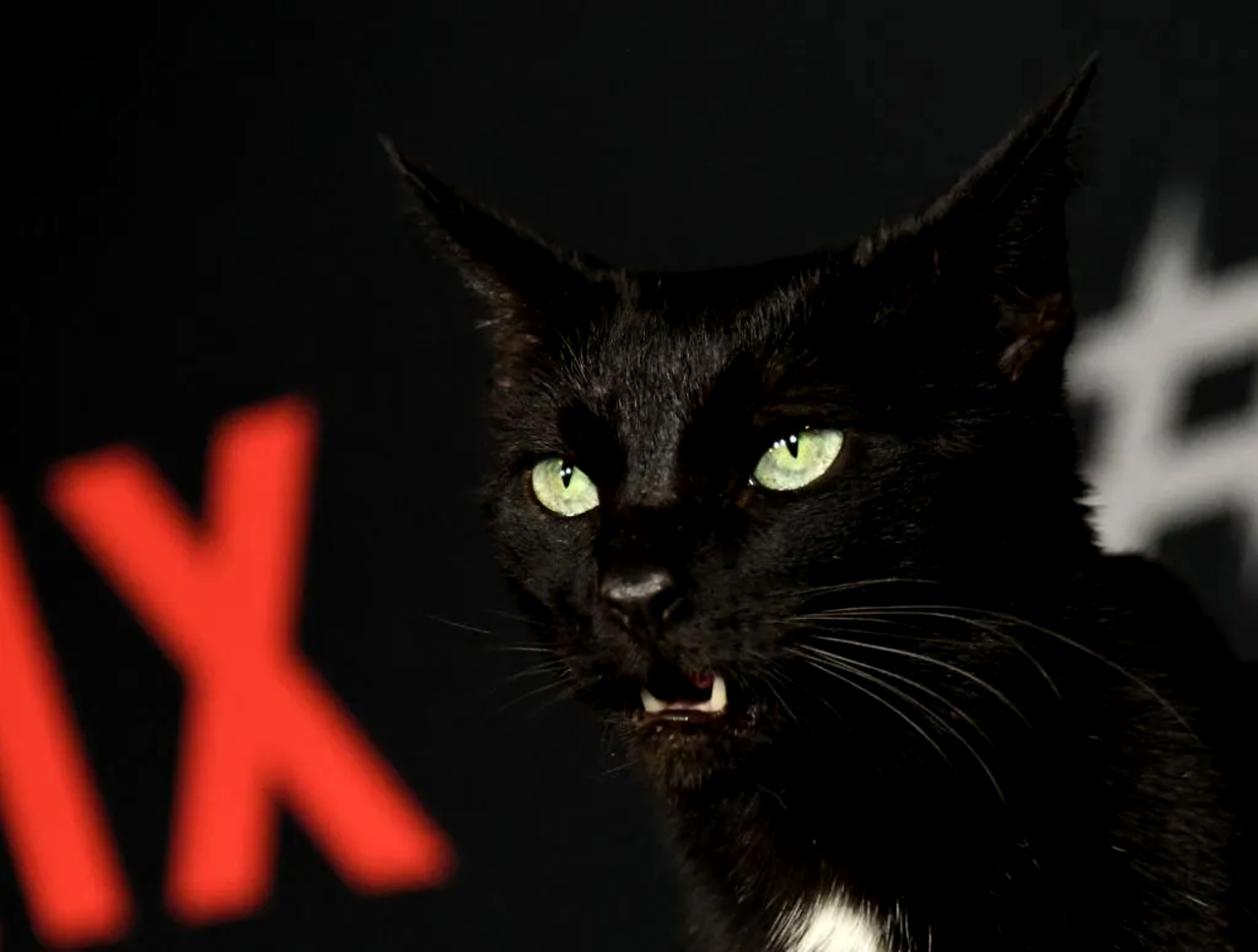 The World’s Most Iconic Cat Characters in Pop Culture - Petcare Bytes