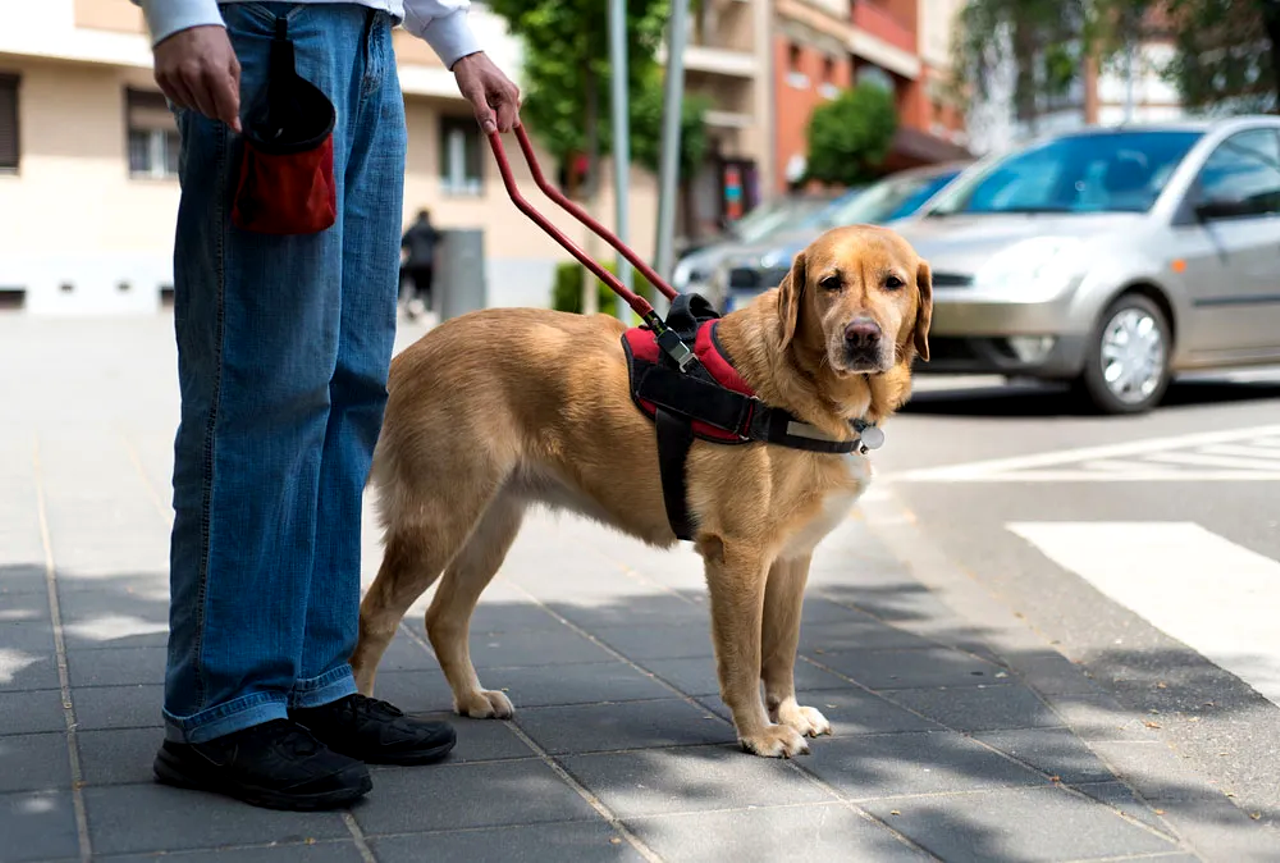 Service Animals: Supporting Individuals with Disabilities and Special ...