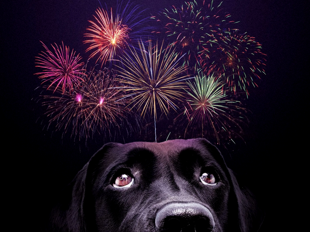 My Pet Scared of Fireworks - Pet Care Bytes