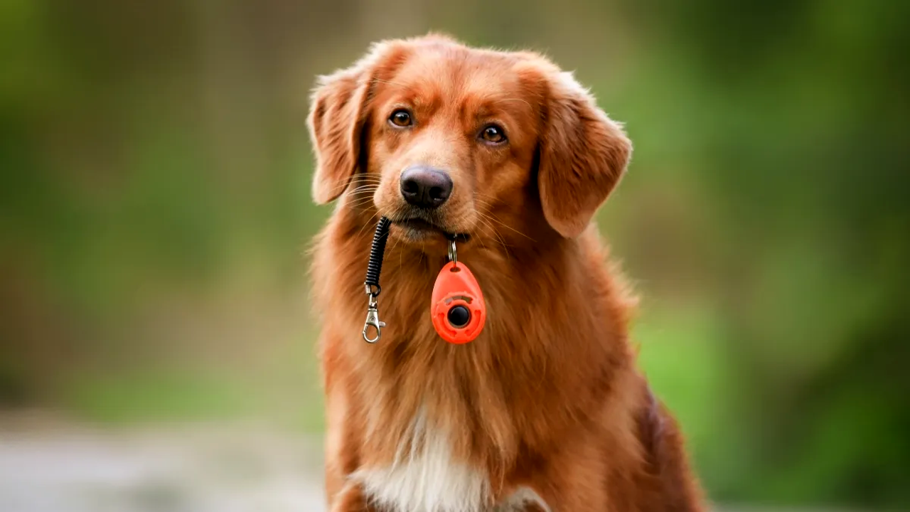 The Positive Reinforcement in Pet Training - Petcare Bytes