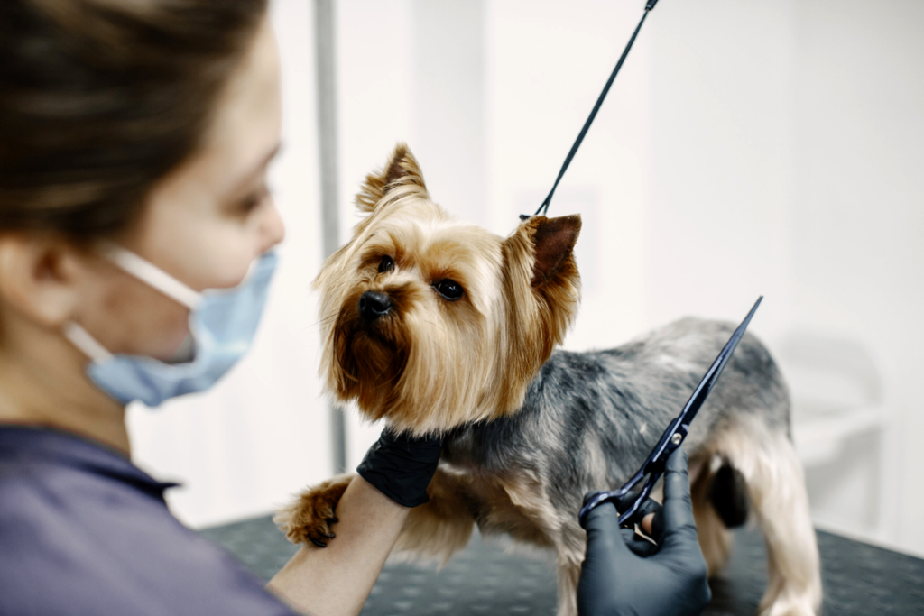 Pet Grooming 101: Tips and Tricks for a Happy Pet - Pet Care Bytes