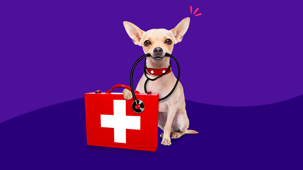 Emergency Preparedness: First Aid for Pets - Petcare Bytes