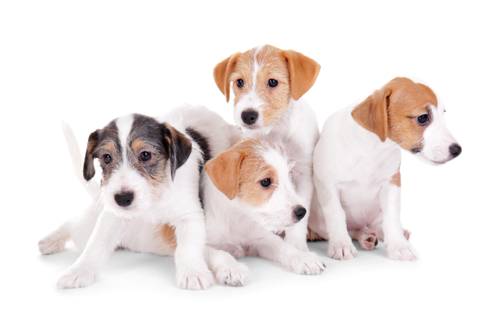 Signs of Healthy Pet: What to Look For - Pet Care Bytes