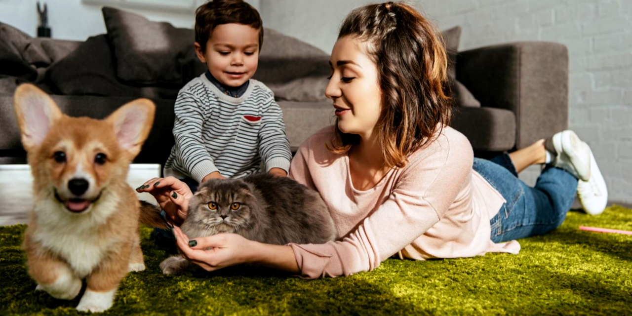 How to Introduce New Pet to Your Home - Petcare Bytes