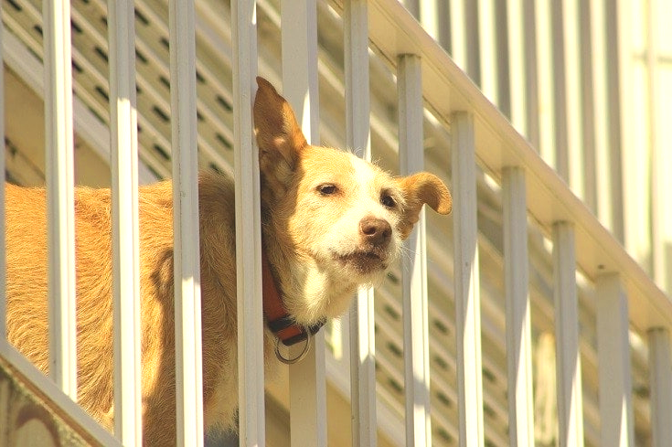 Balcony Safety Pets: How to Avoid High-Rise Risks - Petcare Bytes