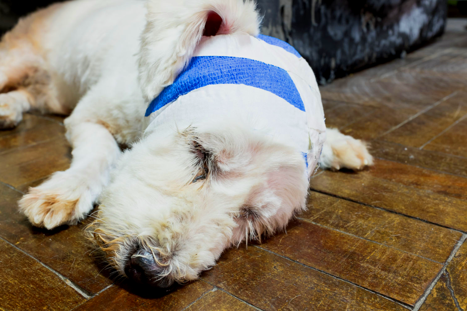 Head Injuries in Dog Attacks : Assessing and Addressing the Damage ...