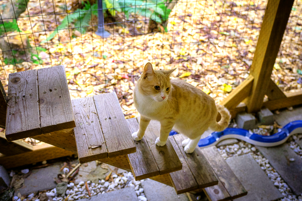 Bringing Home A Kitten: Things You Need to Know - Petcare Bytes