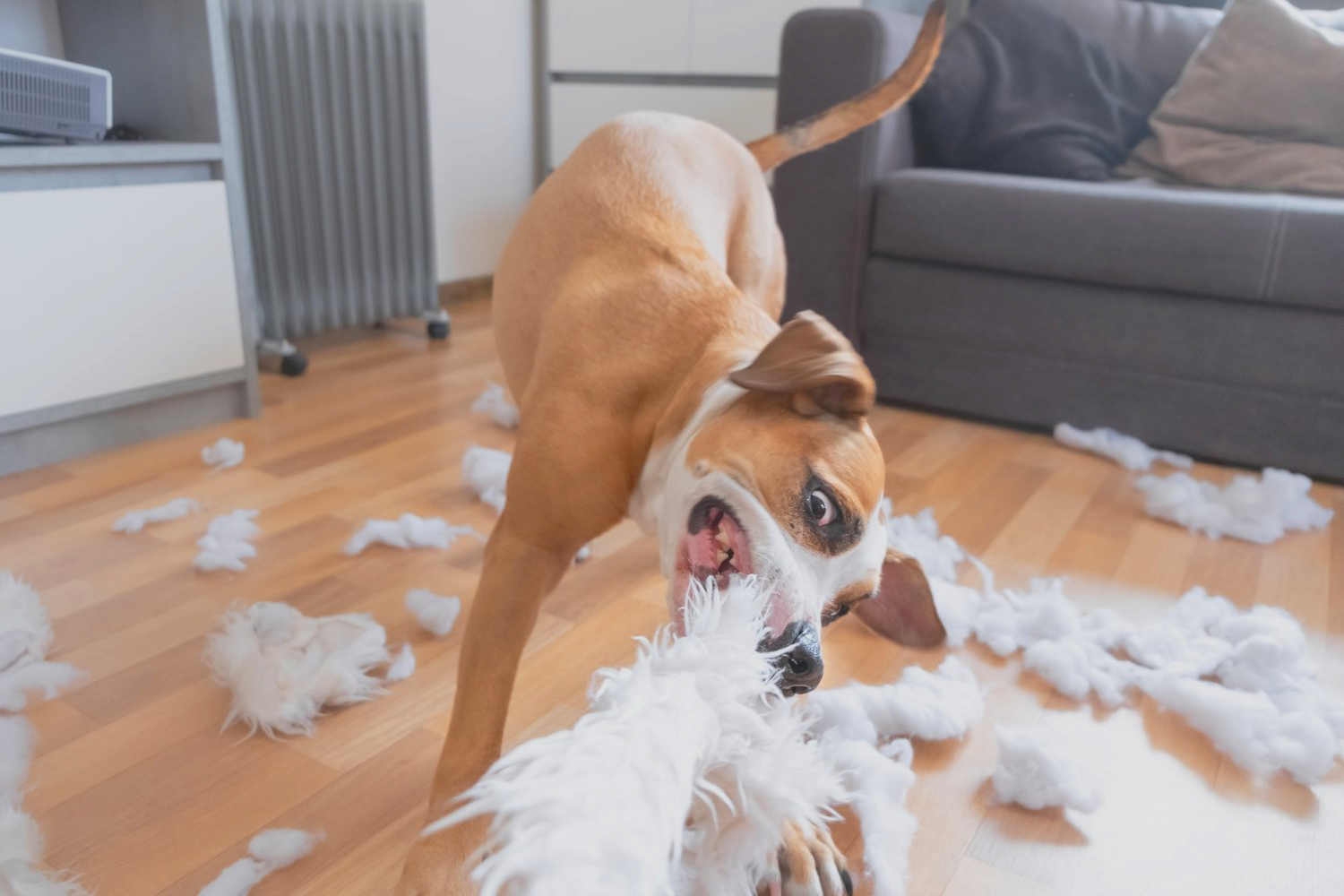 How to Train Your Anxious or Hyperactive Dog 6 Best Training Tips ...