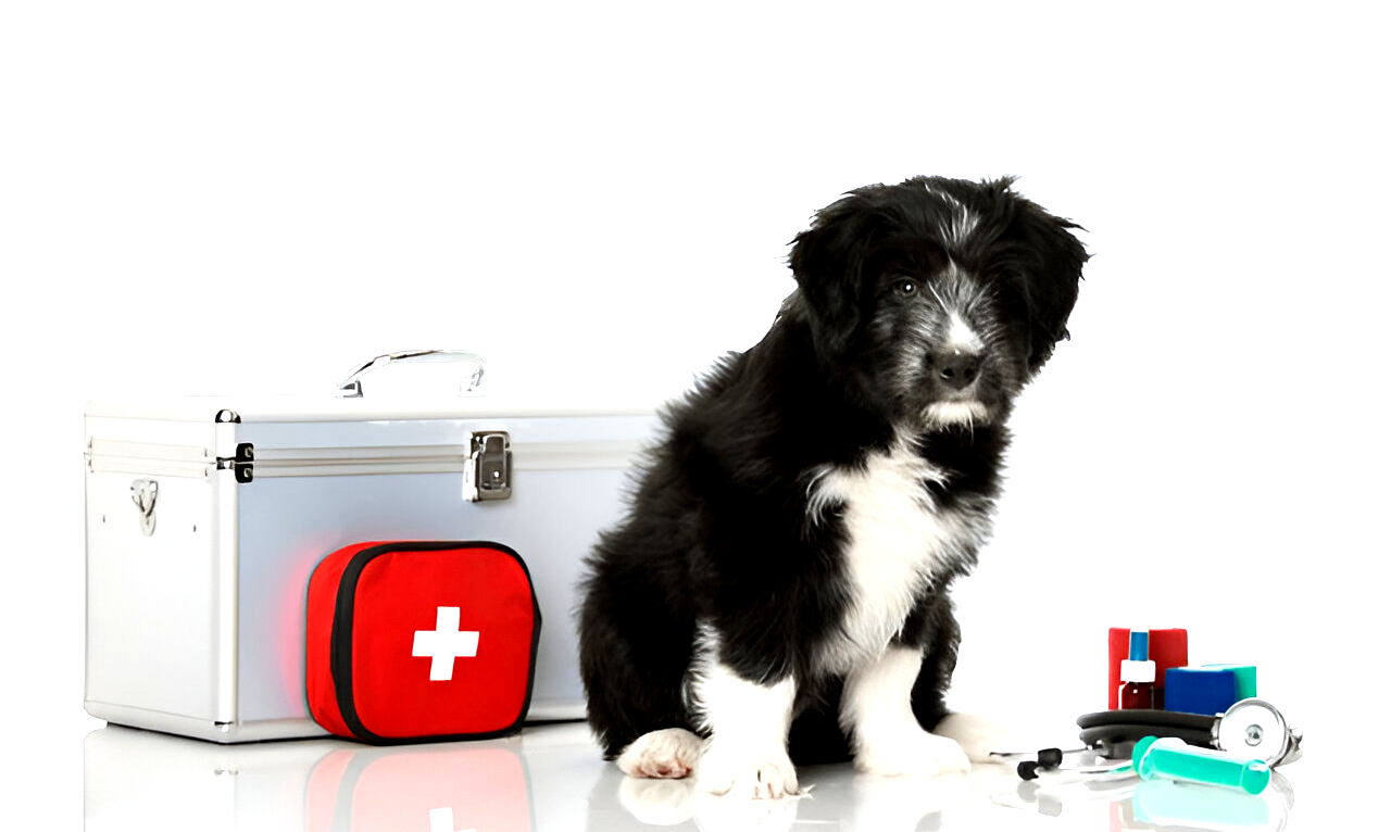 Pet First Aid 101: What to Do in an Emergency - Petcare Bytes