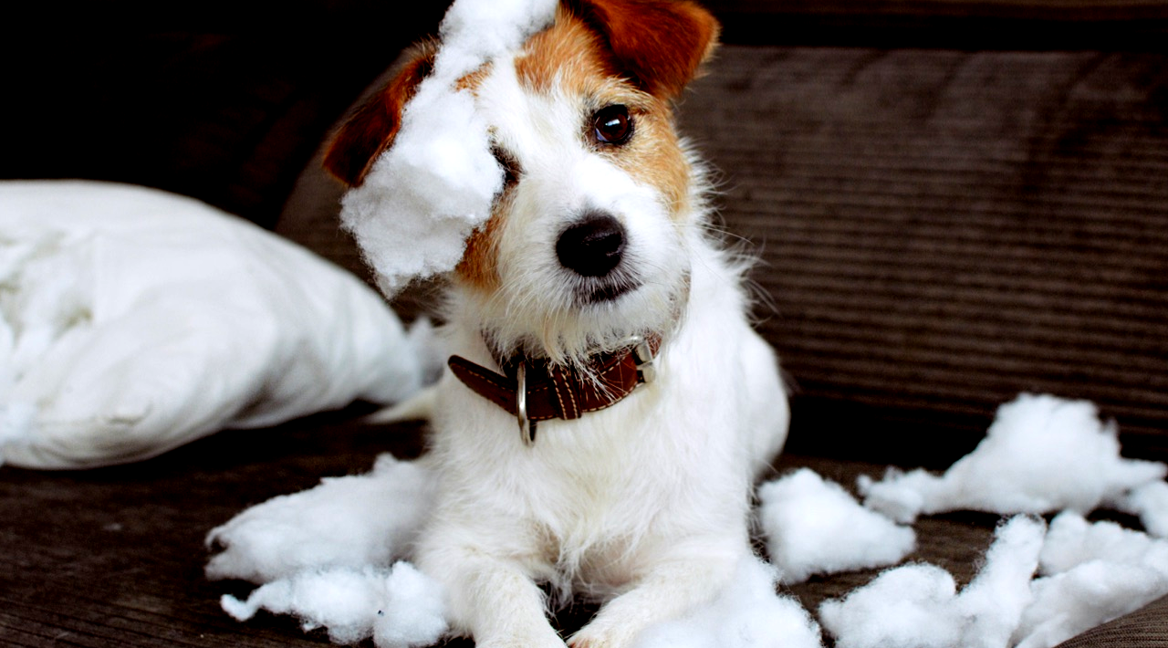 Pet-Proofing Your Home: 7 Safety Tips for New Pet Owners - Petcare Bytes