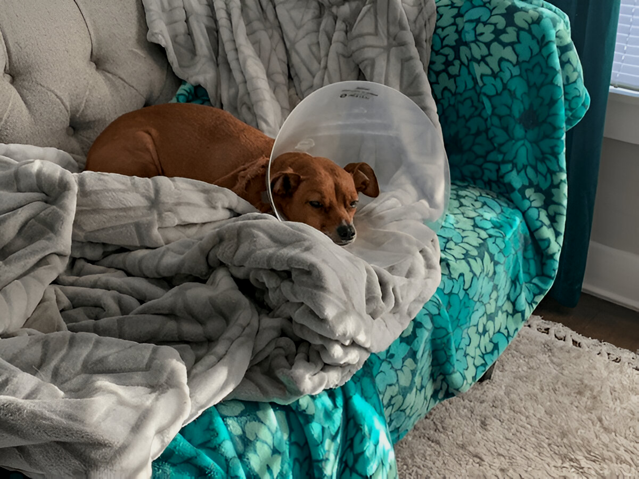 Spaying and Neutering: Pros, Cons, and What to Expect - Petcare Bytes