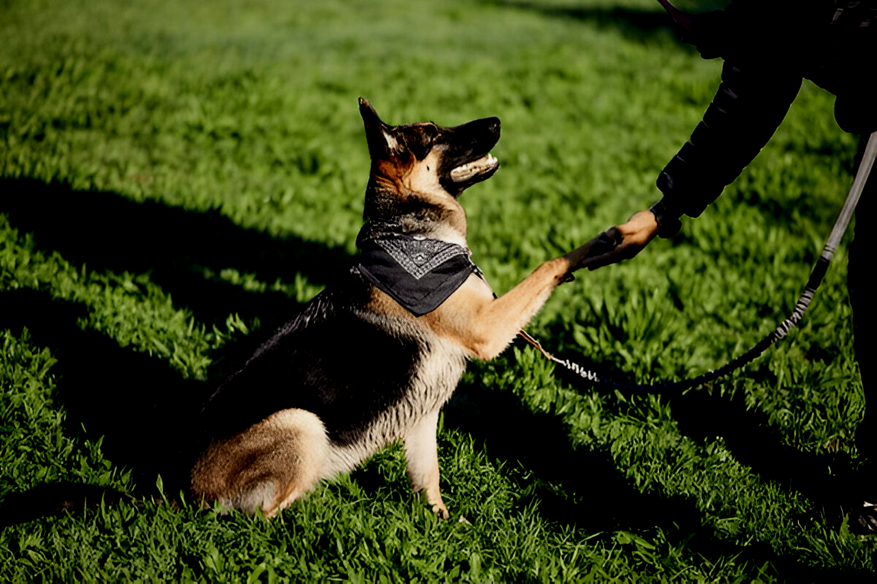 Top Dog Trainers in Georgia and Why Positive Reinforcement Rules ...