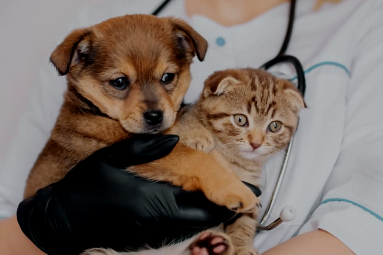 Preventative Pet Care in Colorado The Must-Do Checklist - Petcare Bytes