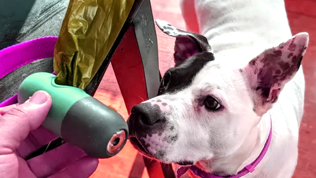 The Best Pet Essentials Every First-Time Owner Needs - Petcare Bytes