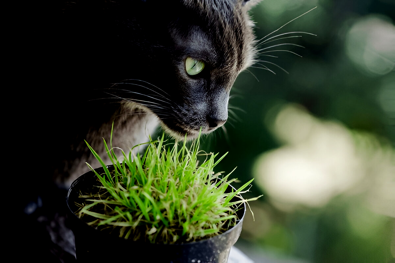 Toxic Plants for Pets in Mississippi: What’s Growing in Your Yard ...