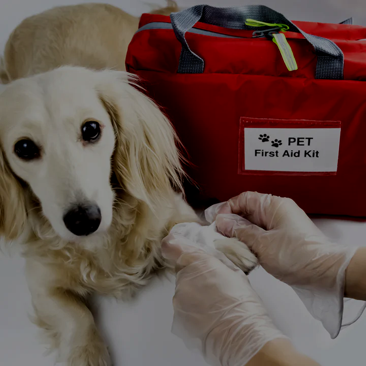 Emergency Preparedness Creating a Pet First Aid Kit - Petcare Bytes