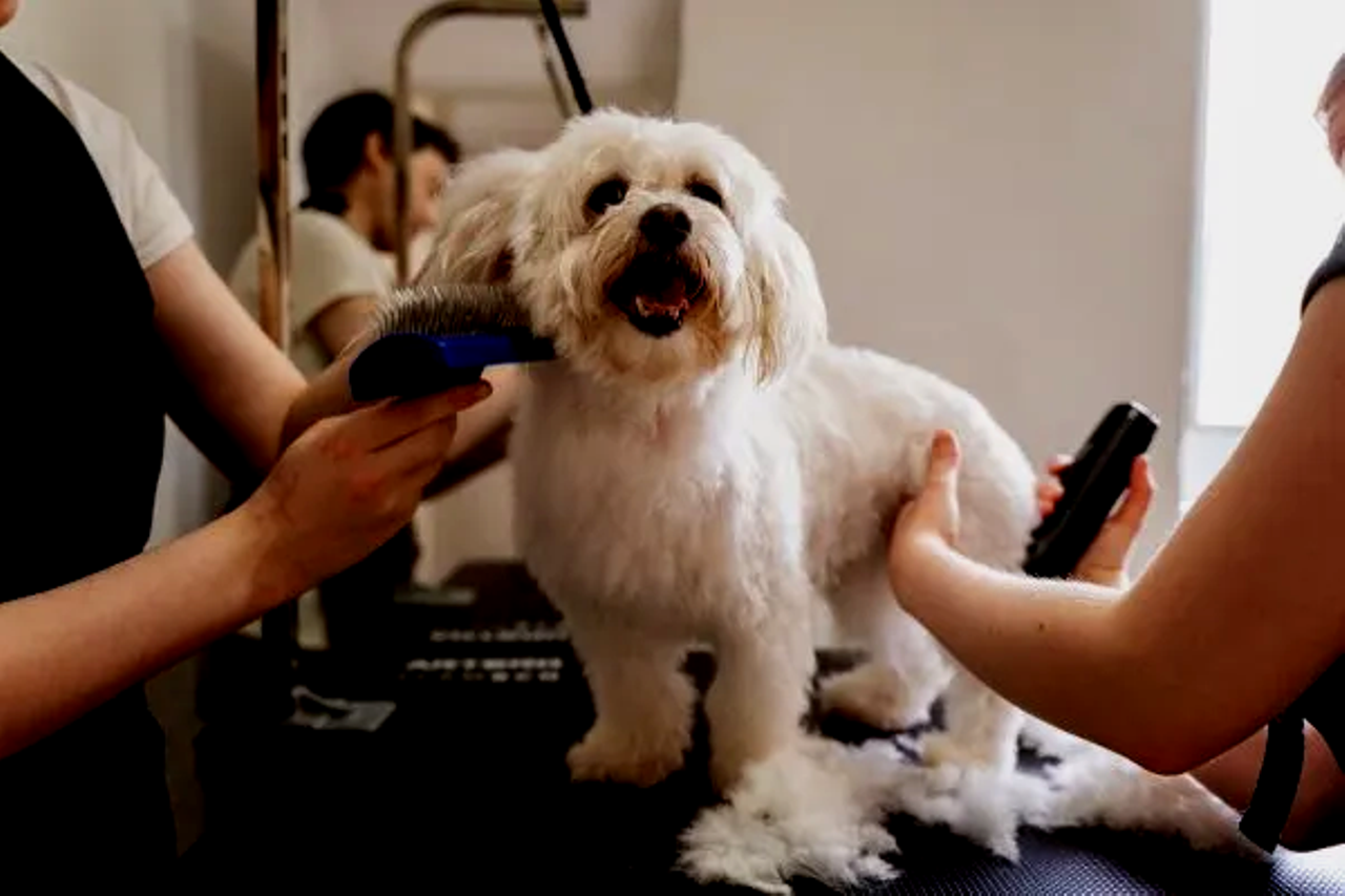 Grooming Tips to Keep Your Pet Healthy and Happy - Petcare Bytes