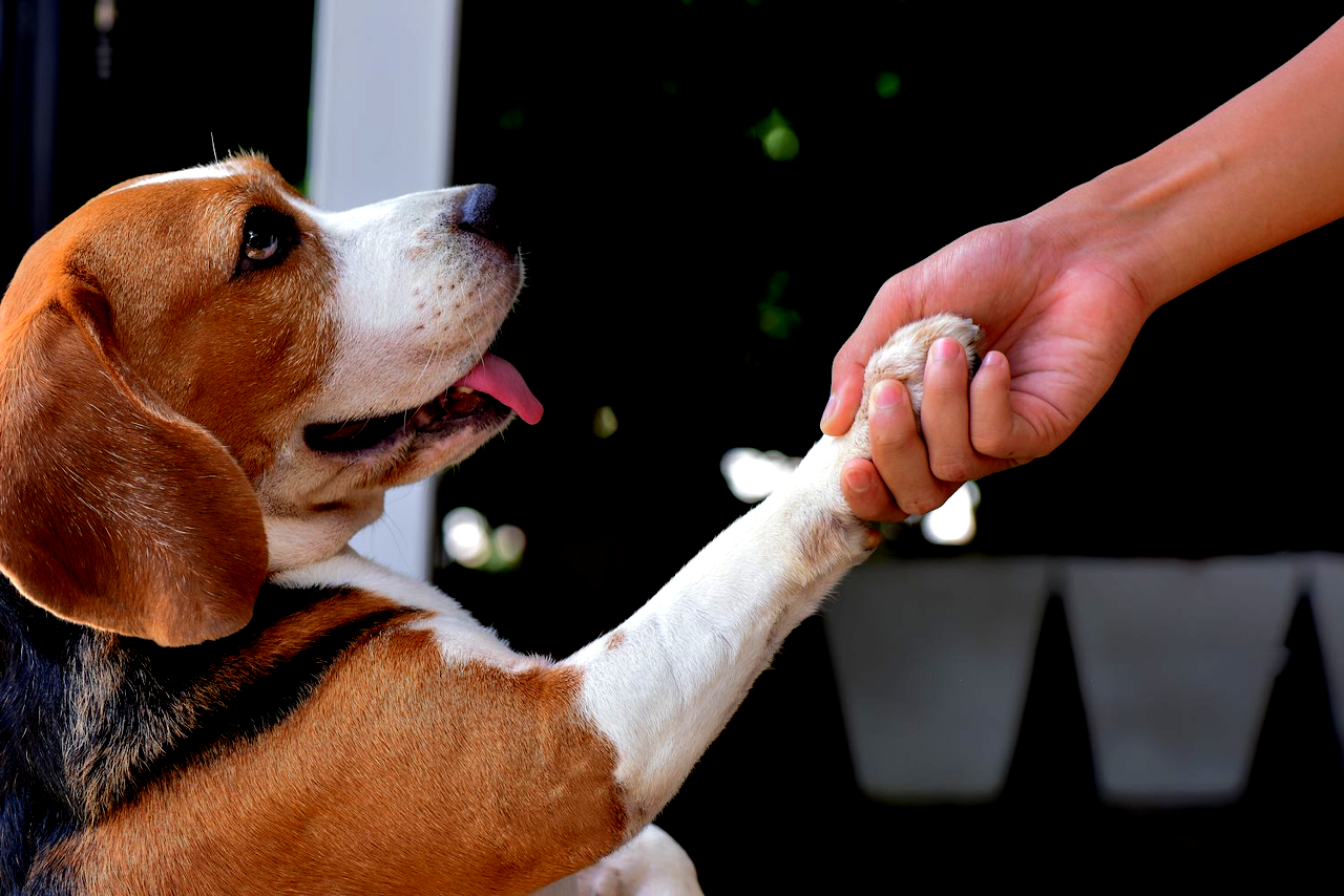 Positive Reinforcement Training Techniques for Dogs - Petcare Bytes