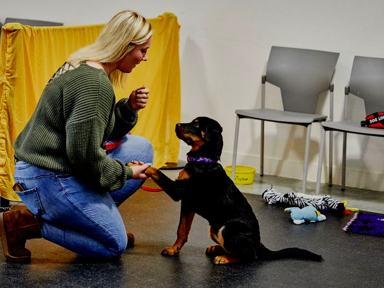 Housebreaking 101 Training Your Puppy Effectively - Petcare Bytes