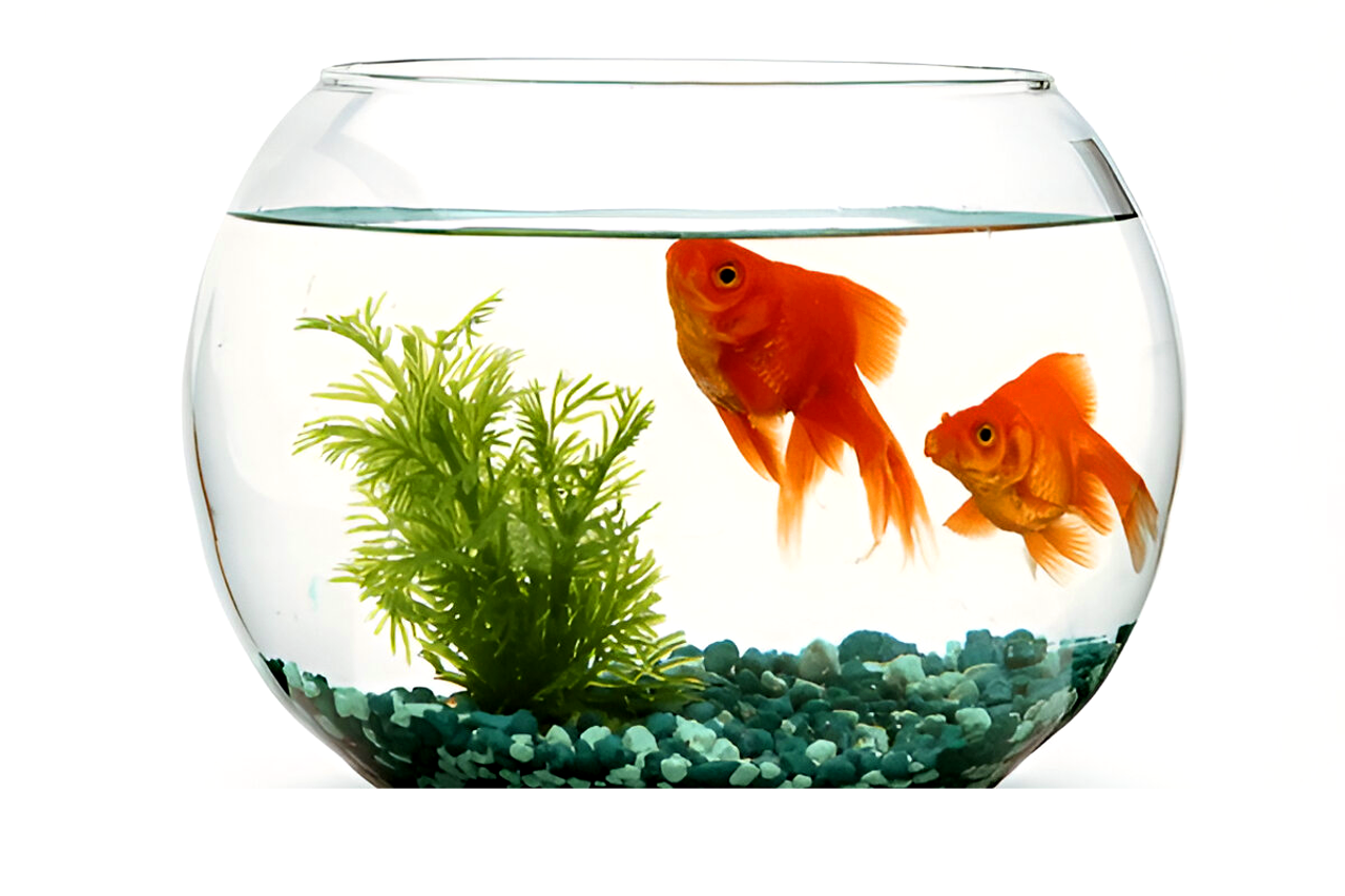 How to Clean a Fish Tank Without Harming Your Fish - Petcare Bytes