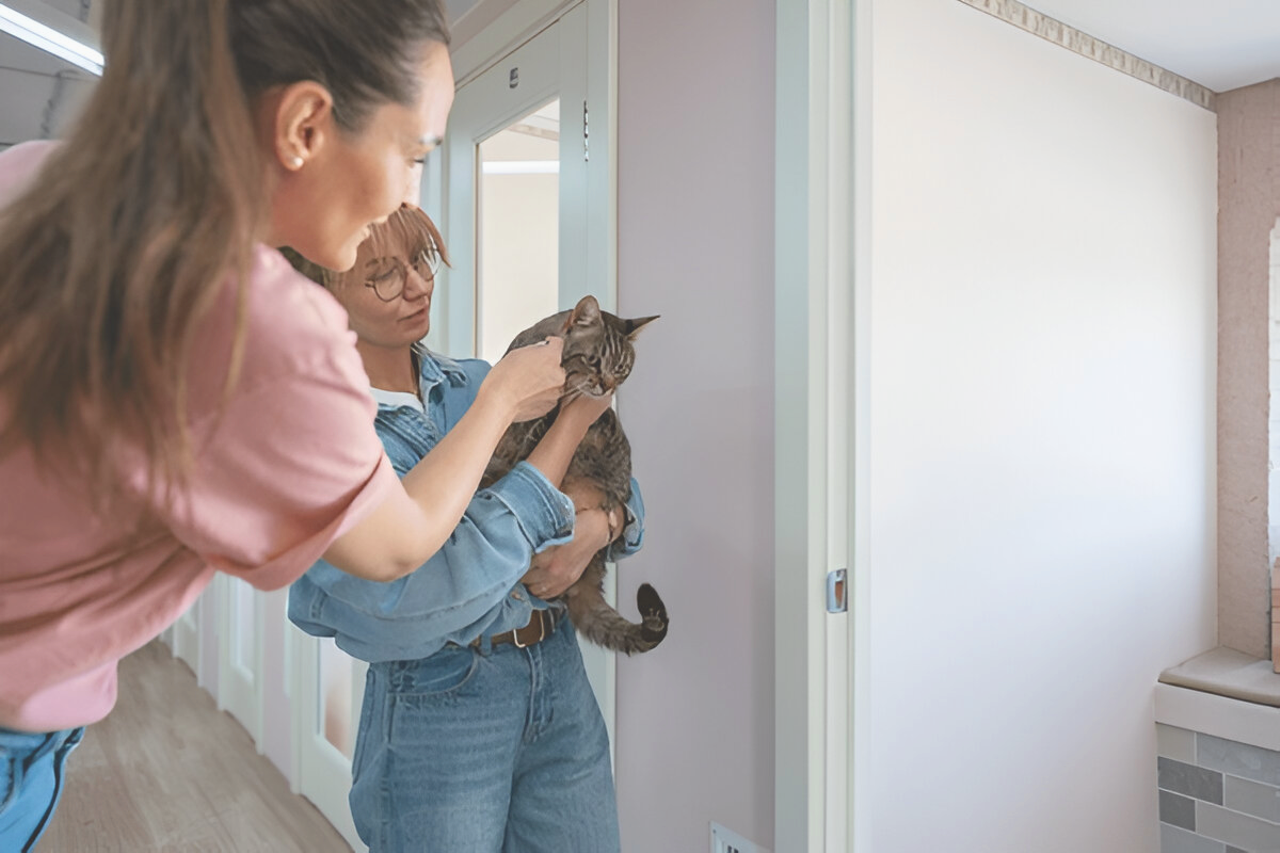 How to Transition Your Cat to a New Home Without Stress - Petcare Bytes
